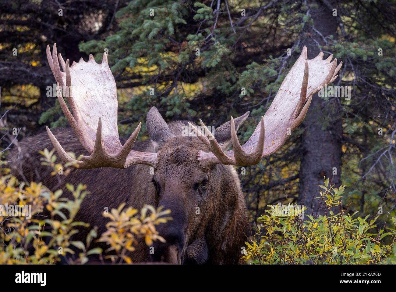 Alaska Yukon Bull Moose in Denali National Park Alaska in Autumn Stock ...