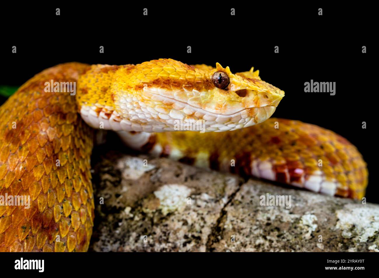 Eyelash Viper, Bothriechis nigroadspersus, previously Bothriechis ...