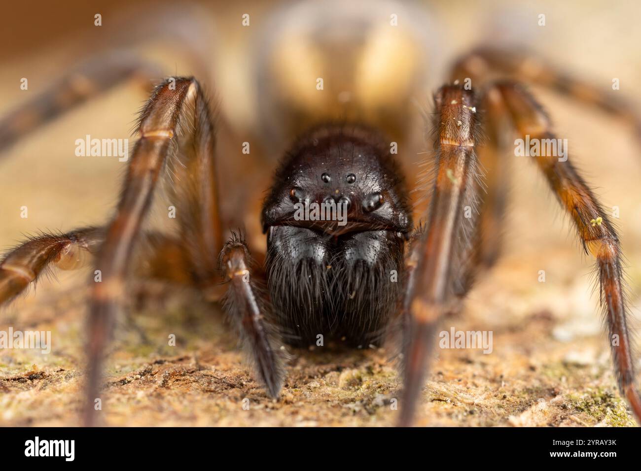 Amaurobius species, most probably A. similis but possibly A ...