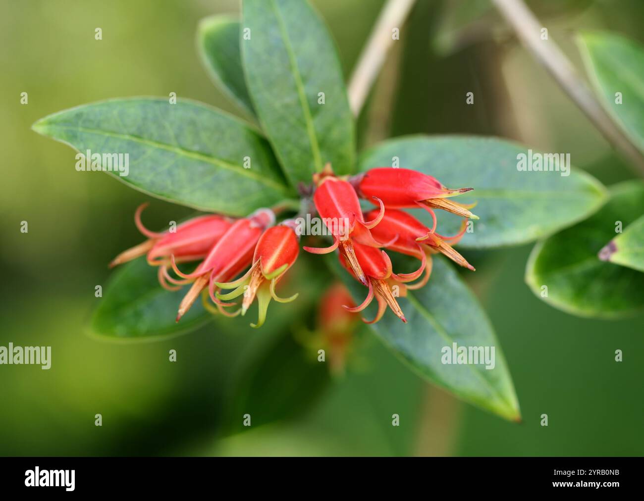 Agapetes moorei, Ericaceae. Myanmar to Thailand. Agapetes is a semi ...