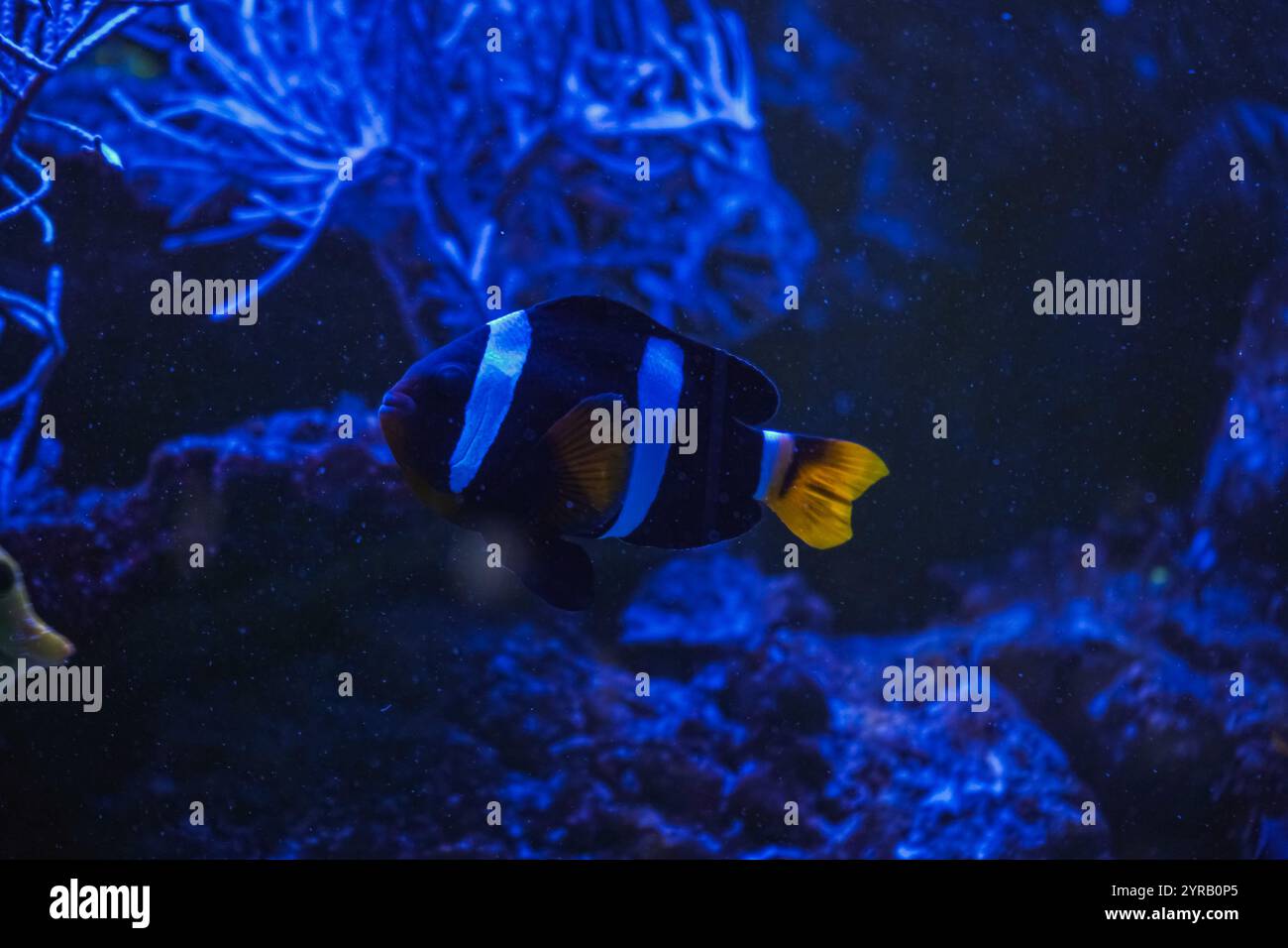 Colorful fish clown slips over a pebble in a quiet underwater setting ...