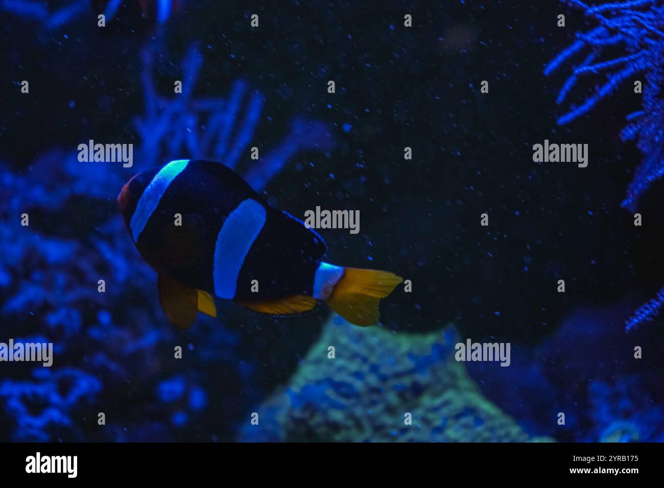 Colorful fish clown slips over a pebble in a quiet underwater setting ...