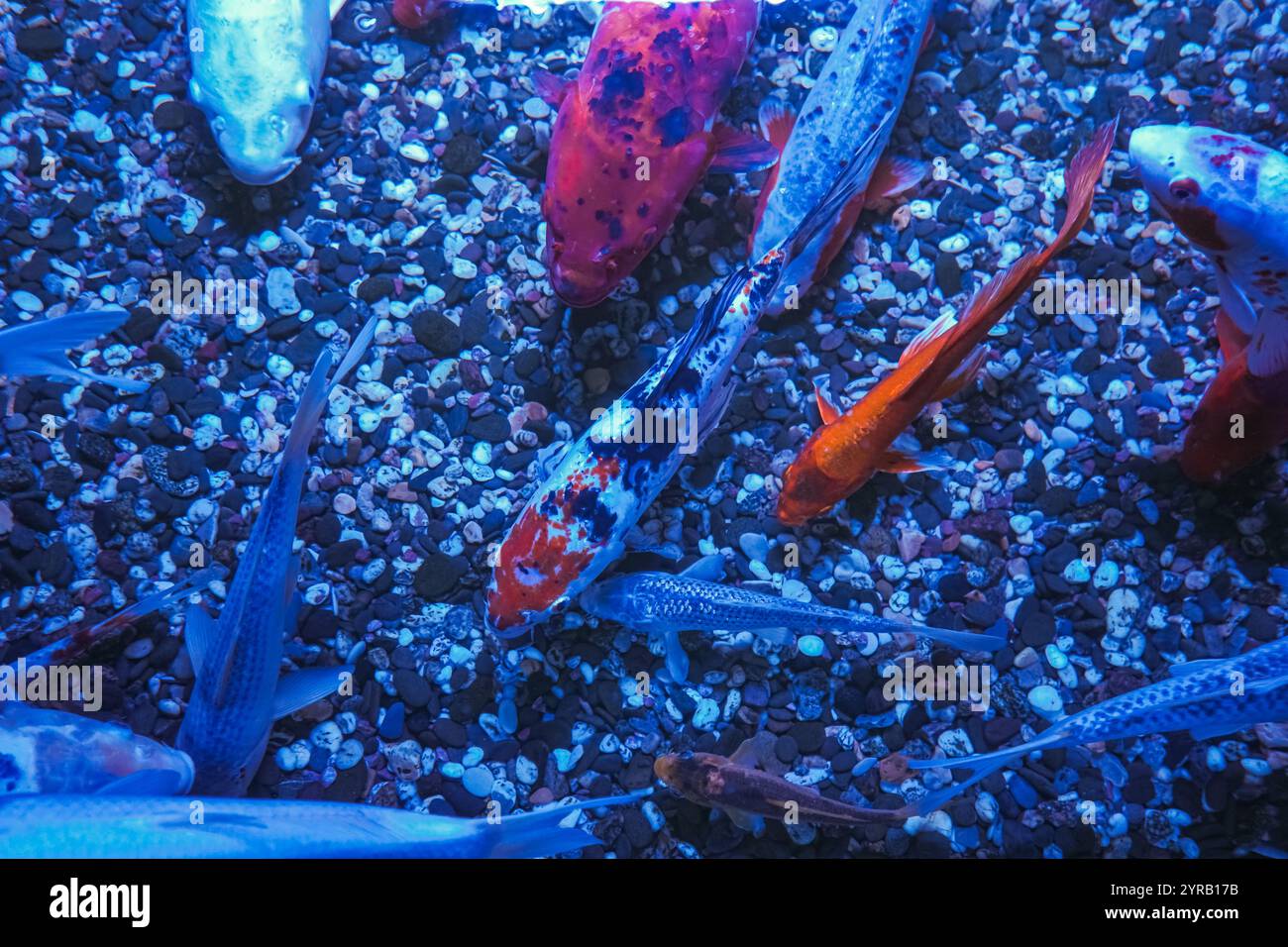 A group of colorful koi fish gracefully move through a calm underwater ...