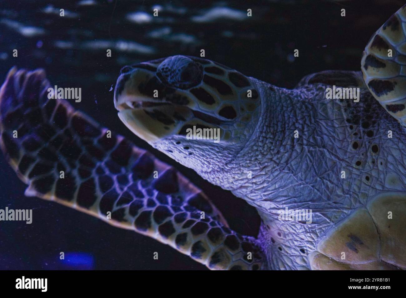 A large sea turtle gliding through the crystal-clear blue sea. The ...