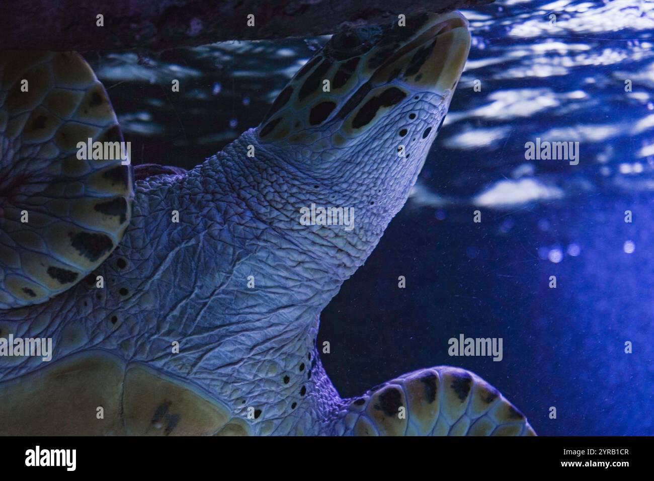 A large sea turtle gliding through the crystal-clear blue sea. The ...