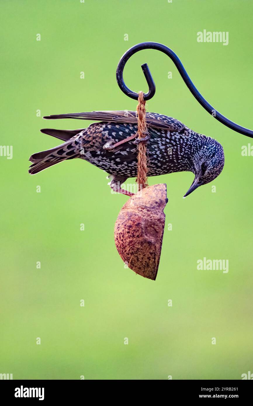 Starling eating from a coconut shell garden feeder in early winter ...