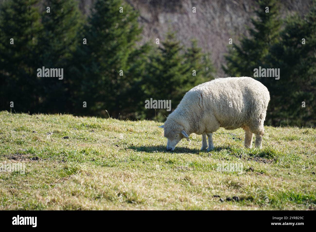 Herd wild sheep grazing on hi-res stock photography and images - Alamy