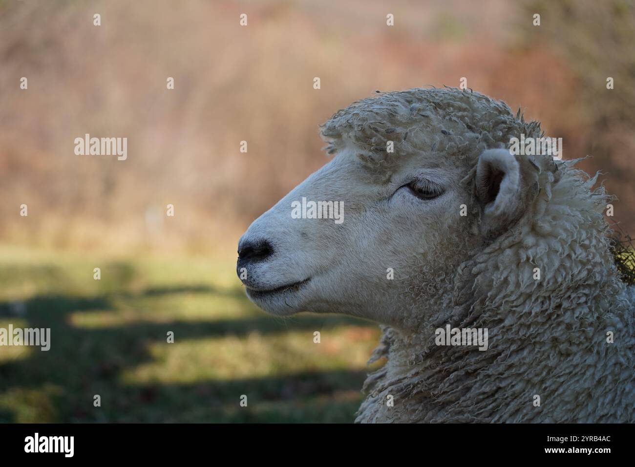 Close up nose sheep hi-res stock photography and images - Alamy