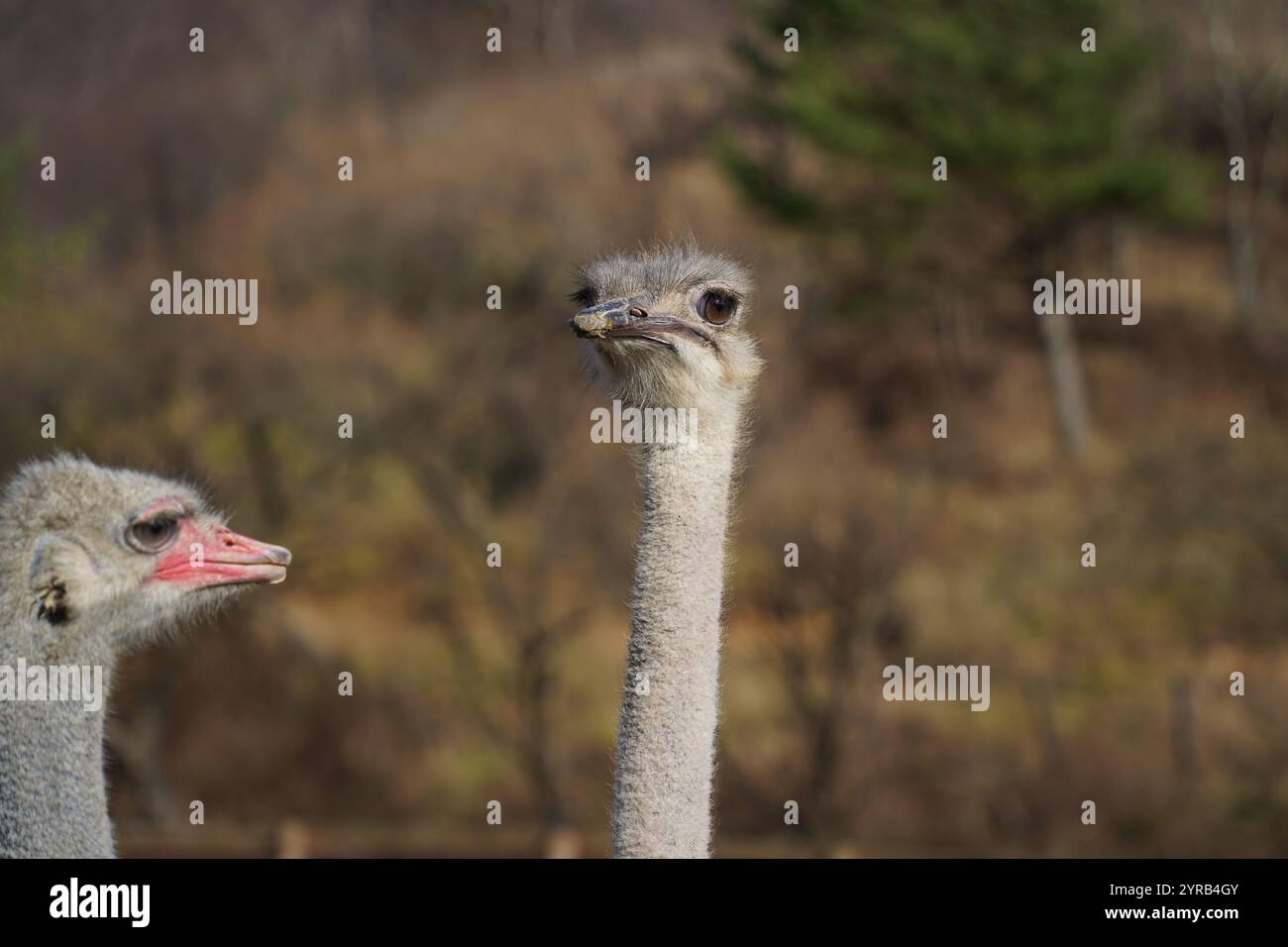 Ostrich with long neck hi-res stock photography and images - Alamy