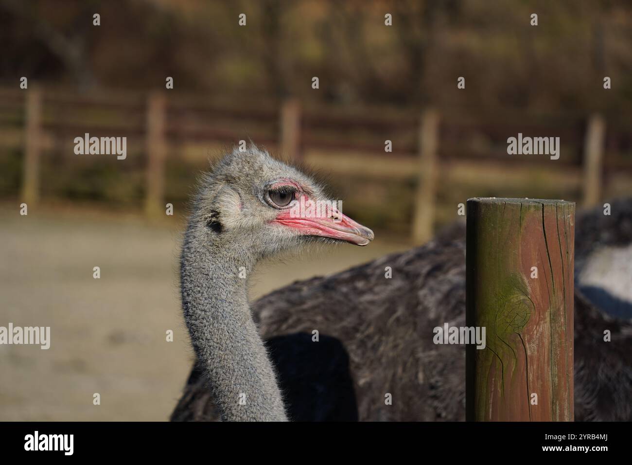 Ostrich head face close up animal hi-res stock photography and images ...