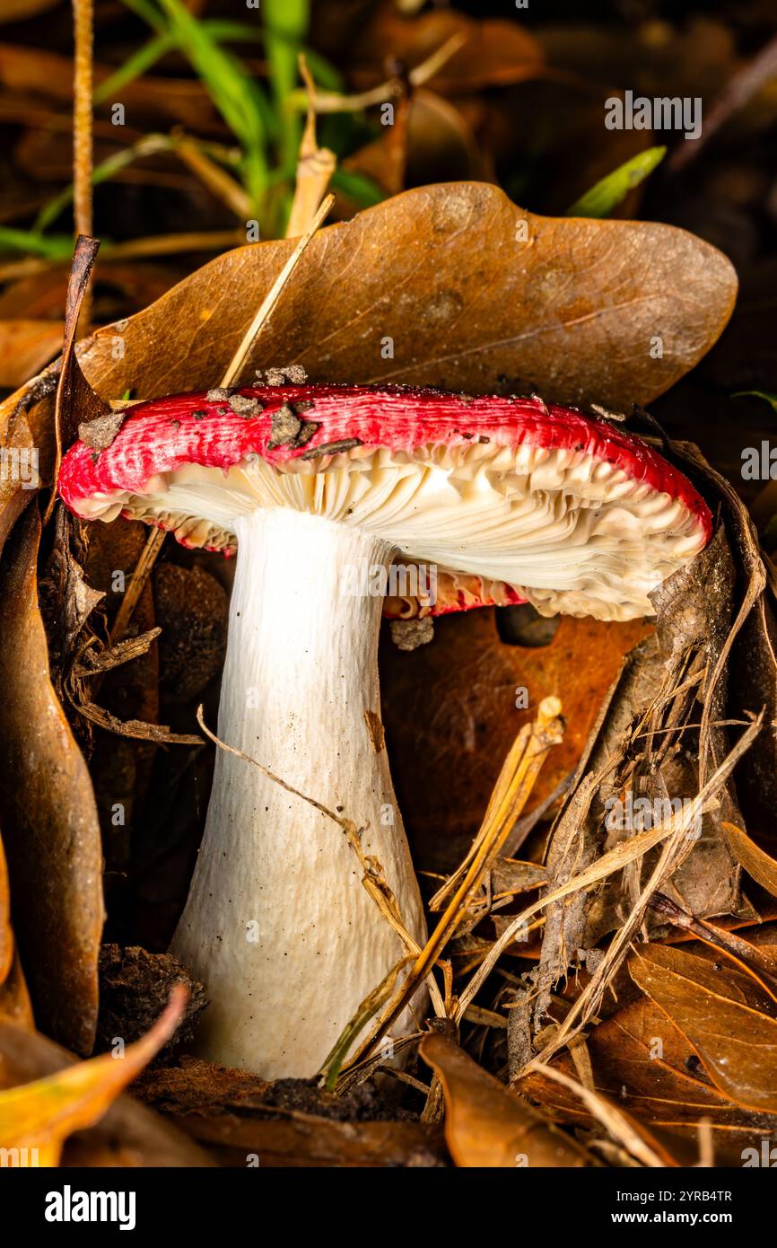 Red Russula Mushroom Rising Up Stock Photo - Alamy