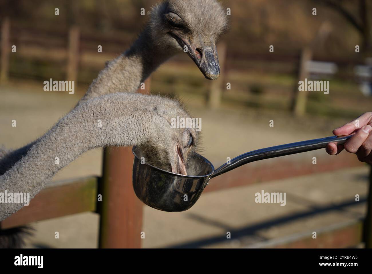 Ostrich in the paddock eating food from a ladle Stock Photo - Alamy