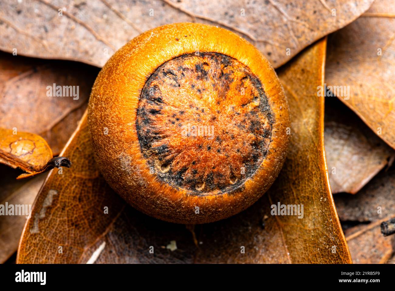 Oak tree acorn on hi-res stock photography and images - Alamy