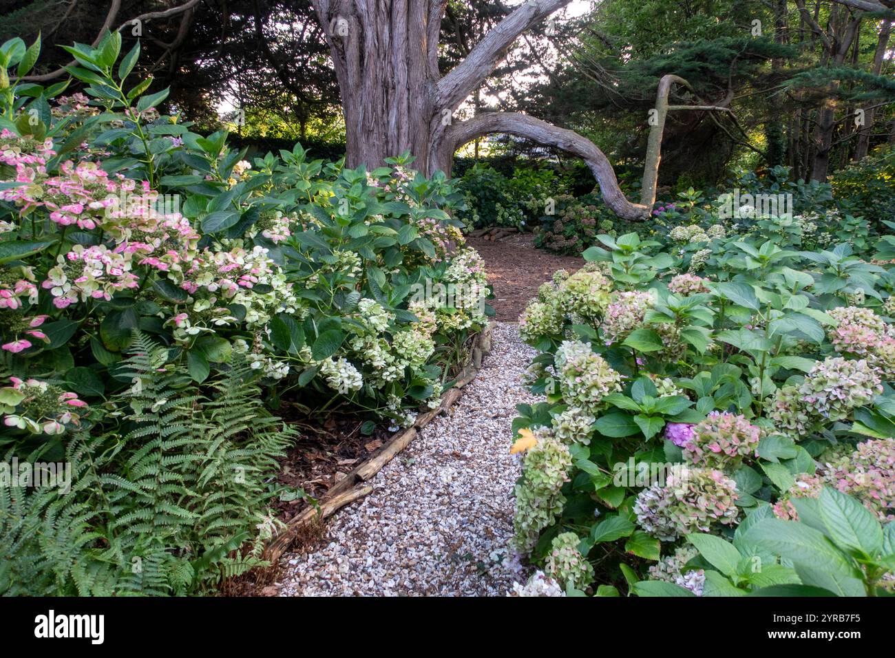 View of a woodland garden with gravel paths, ferns and hydrangeas ...