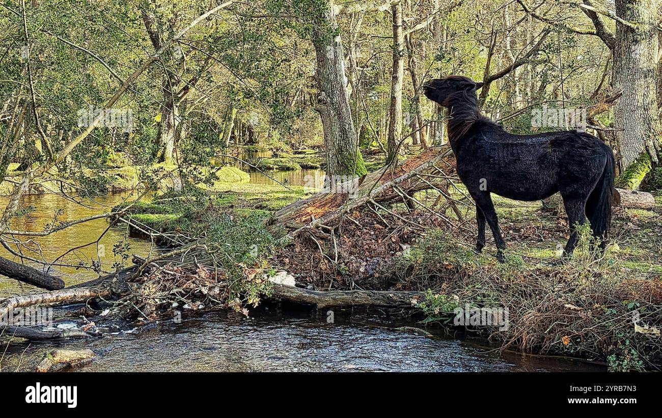 Pony grazing next to Ober Water stream in the New Forest Stock Photo ...
