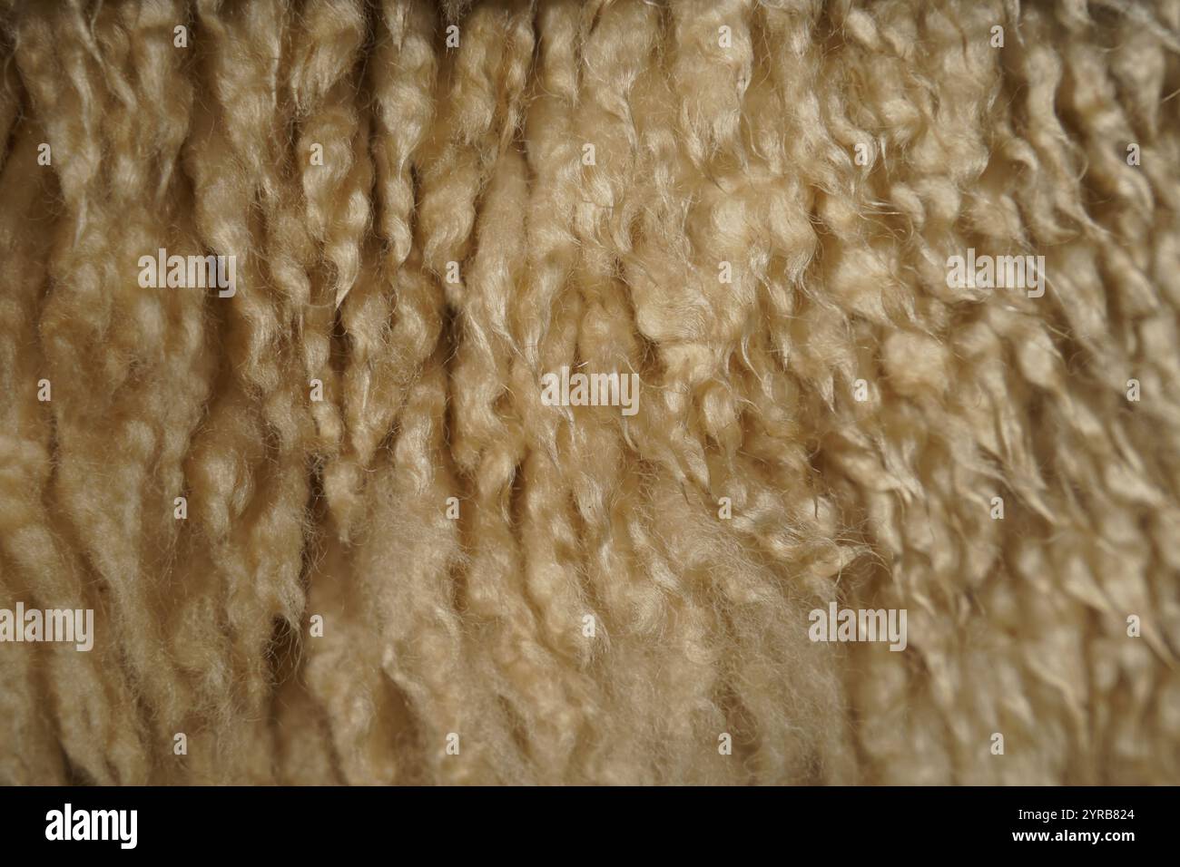 Close up sheepskin texture background hi-res stock photography and ...