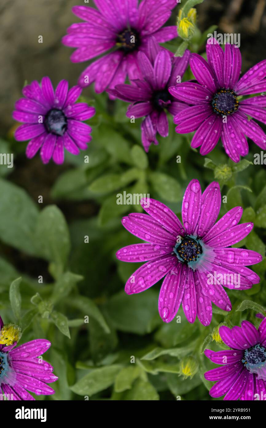 Restrained color hi-res stock photography and images - Alamy