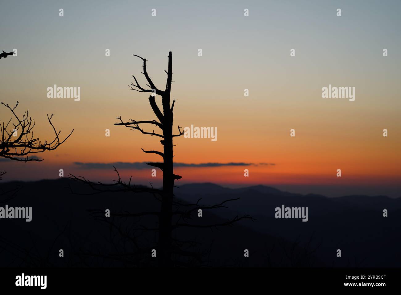 A majestic standing dead tree standing alone against the backdrop of a ...