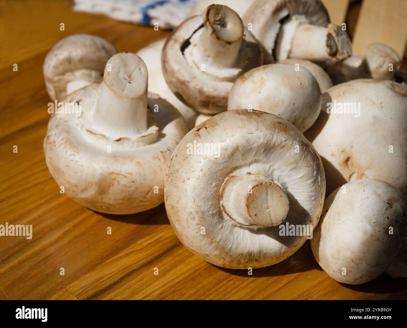 Fresh champignon mushrooms close-up full frame. Genus of agaric fungi ...