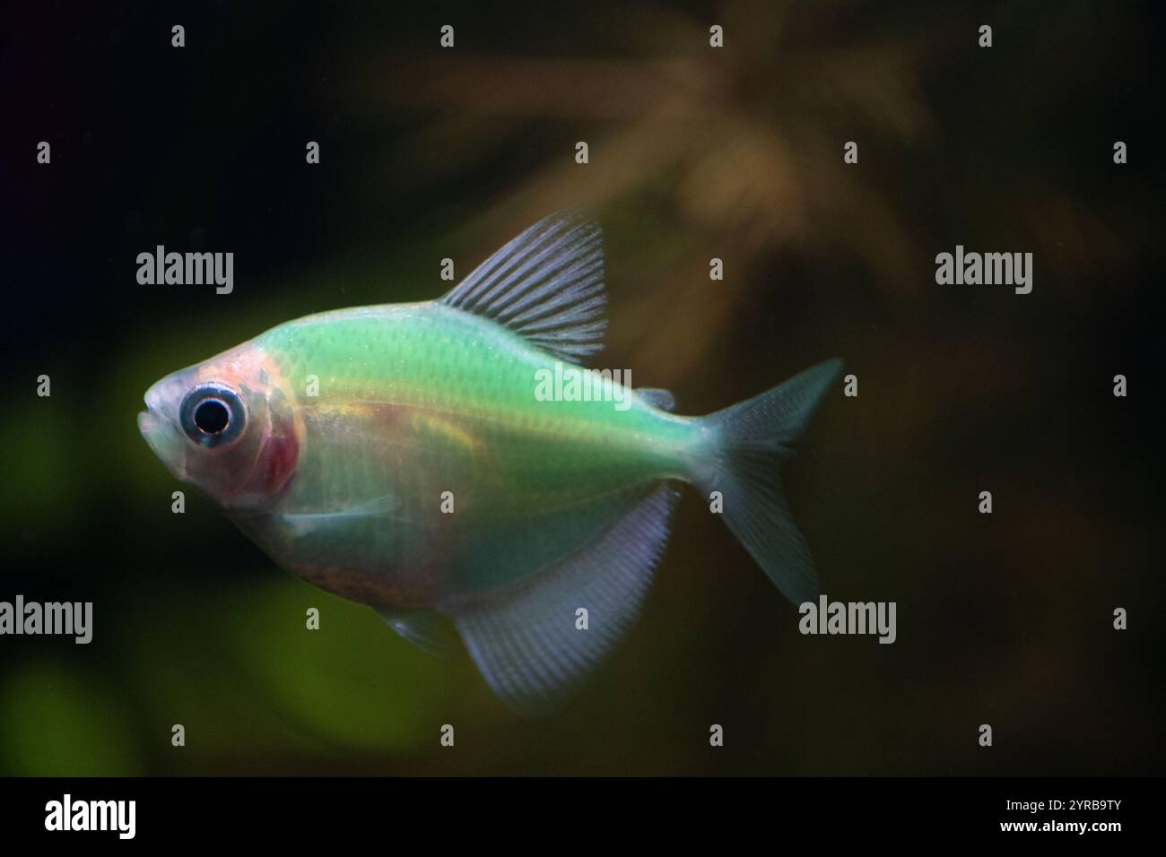 Closeup green tetra fish in an aquarium Stock Photo - Alamy
