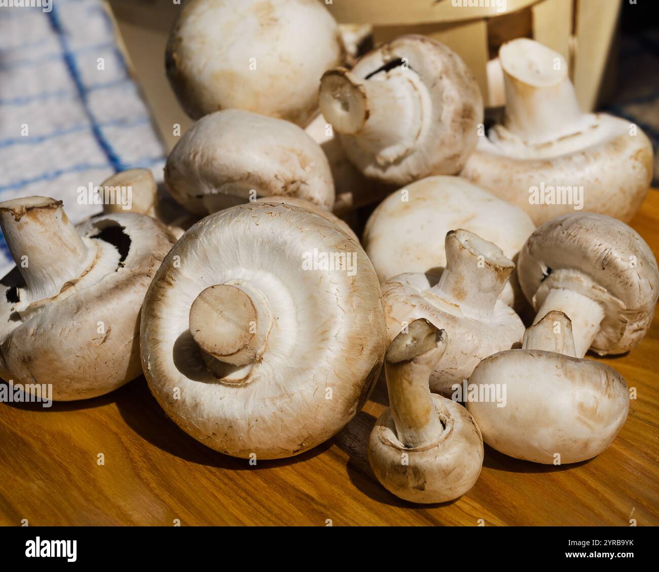 Fresh champignon mushrooms close-up full frame. Genus of agaric fungi ...