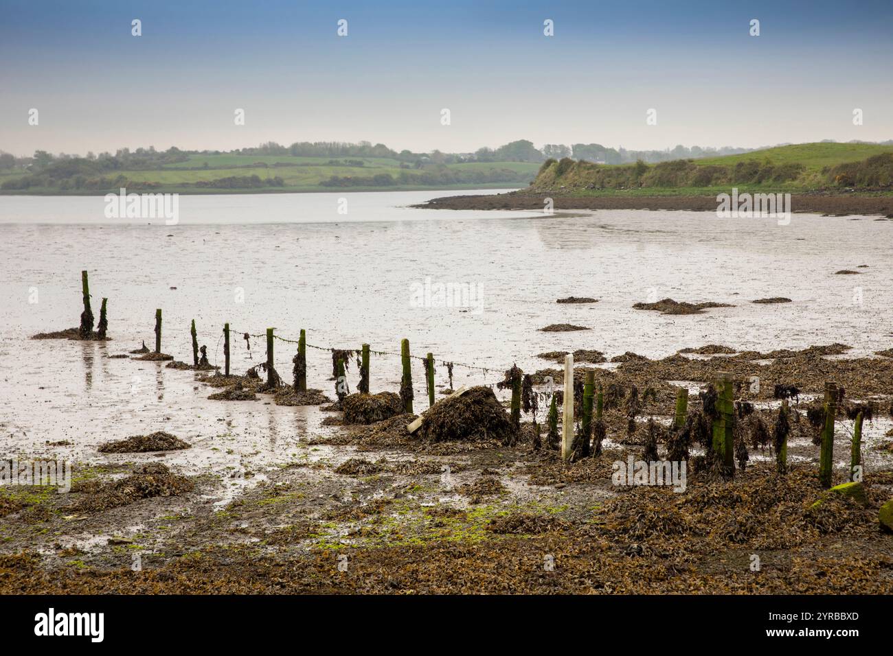 Ireland, County Mayo, Rosserk, River Moy Estuary Stock Photo - Alamy