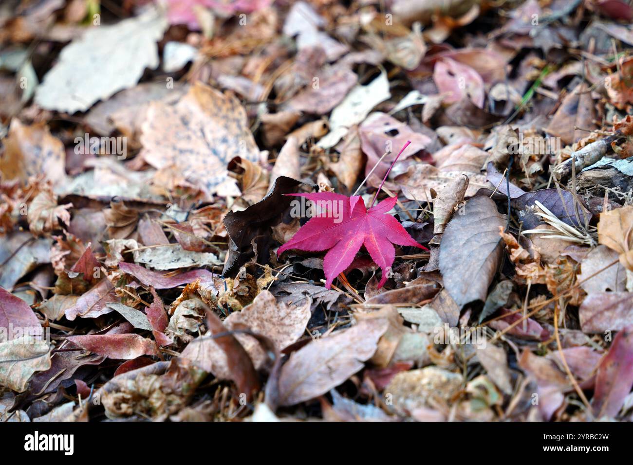 Leaves turn bright yellow in hi-res stock photography and images - Alamy