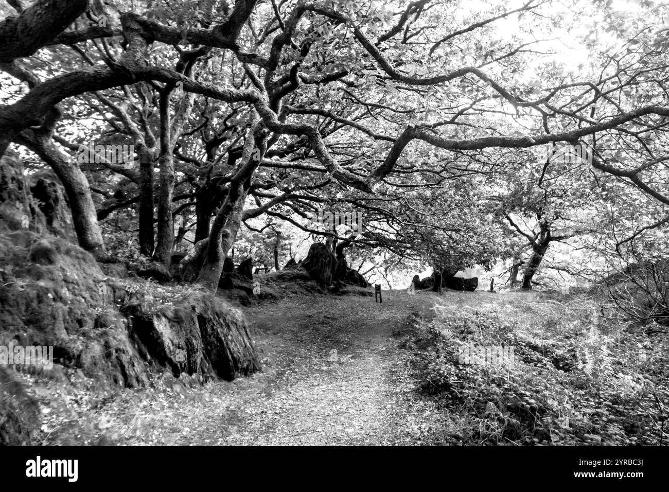 Ancient Celtic rainforest in black and white. Photographed on the banks ...