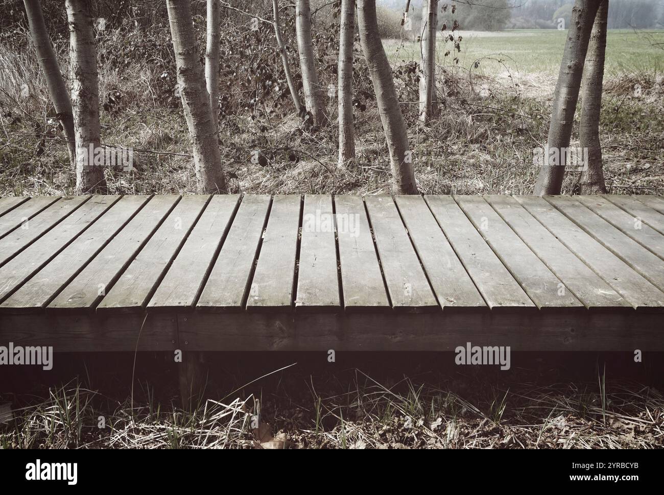 side view of boardwalk in forest Stock Photo - Alamy