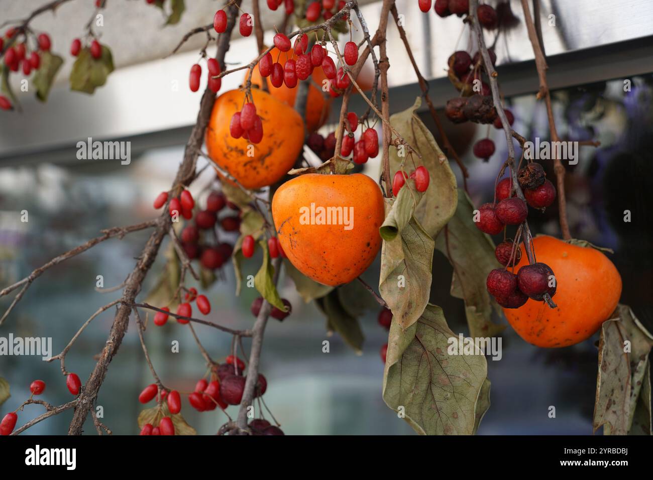Korean fruit orange hi-res stock photography and images - Alamy