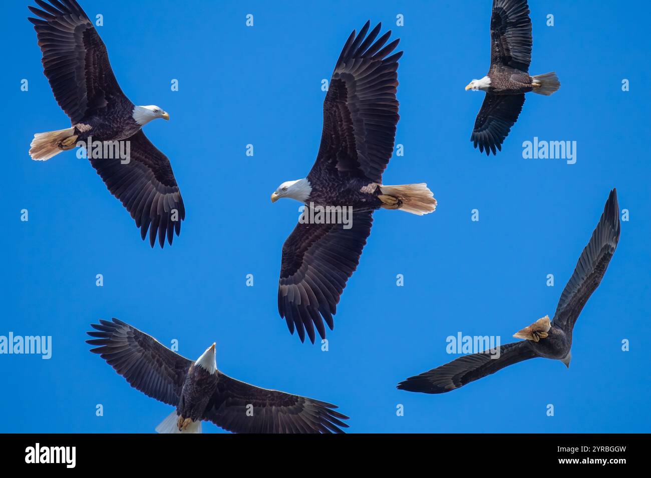 Composite of the Same Bald Eagle Flying Overhead Stock Photo - Alamy