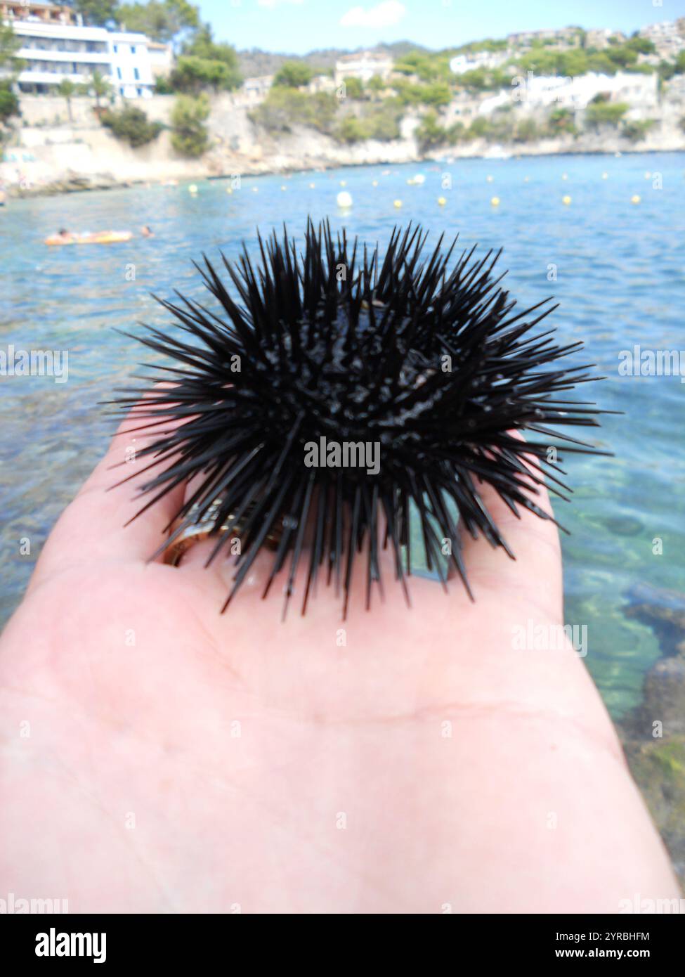 A person holds a black sea urchin in their hand while enjoying a sunny ...