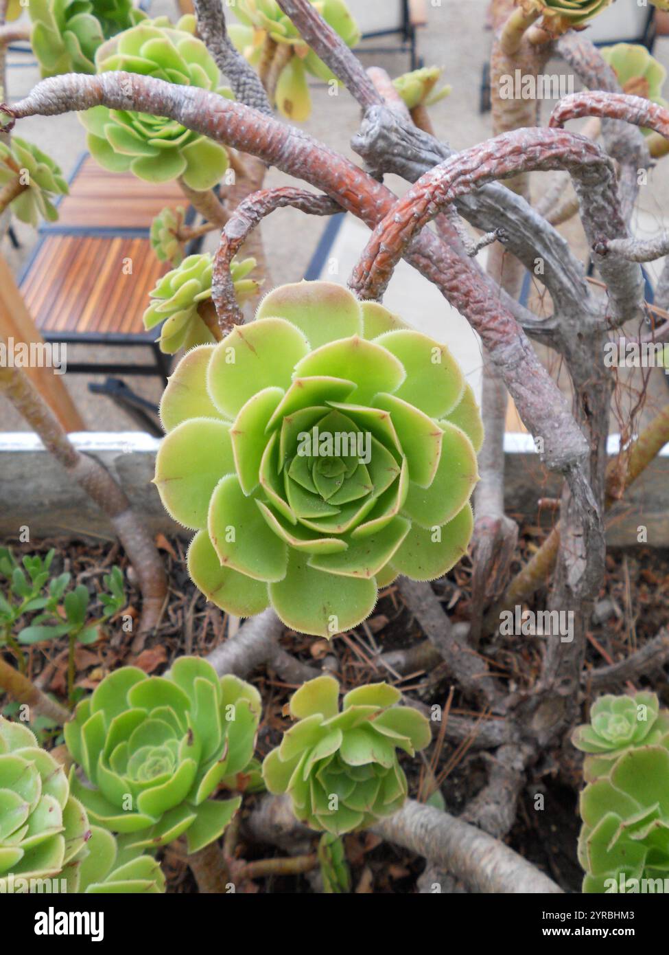Vibrant arrangement of intricate botanical shapes hi-res stock ...
