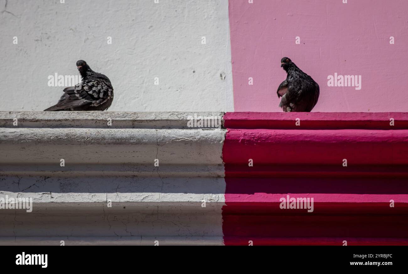 Two pigeons sitting on a building facade ledge. One dove resting on ...