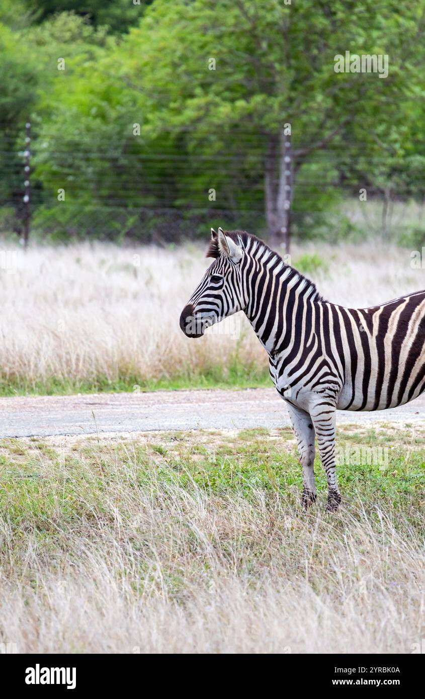 Young African zebra in rehabilitation zoo, side view. South Africa ...
