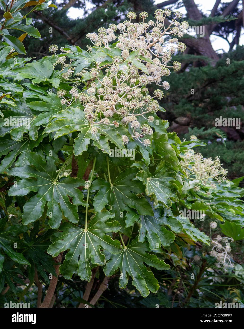 Fatsia Japonica in flower - an evergreen shrub in the Araliaceae family, also known as the paper ...