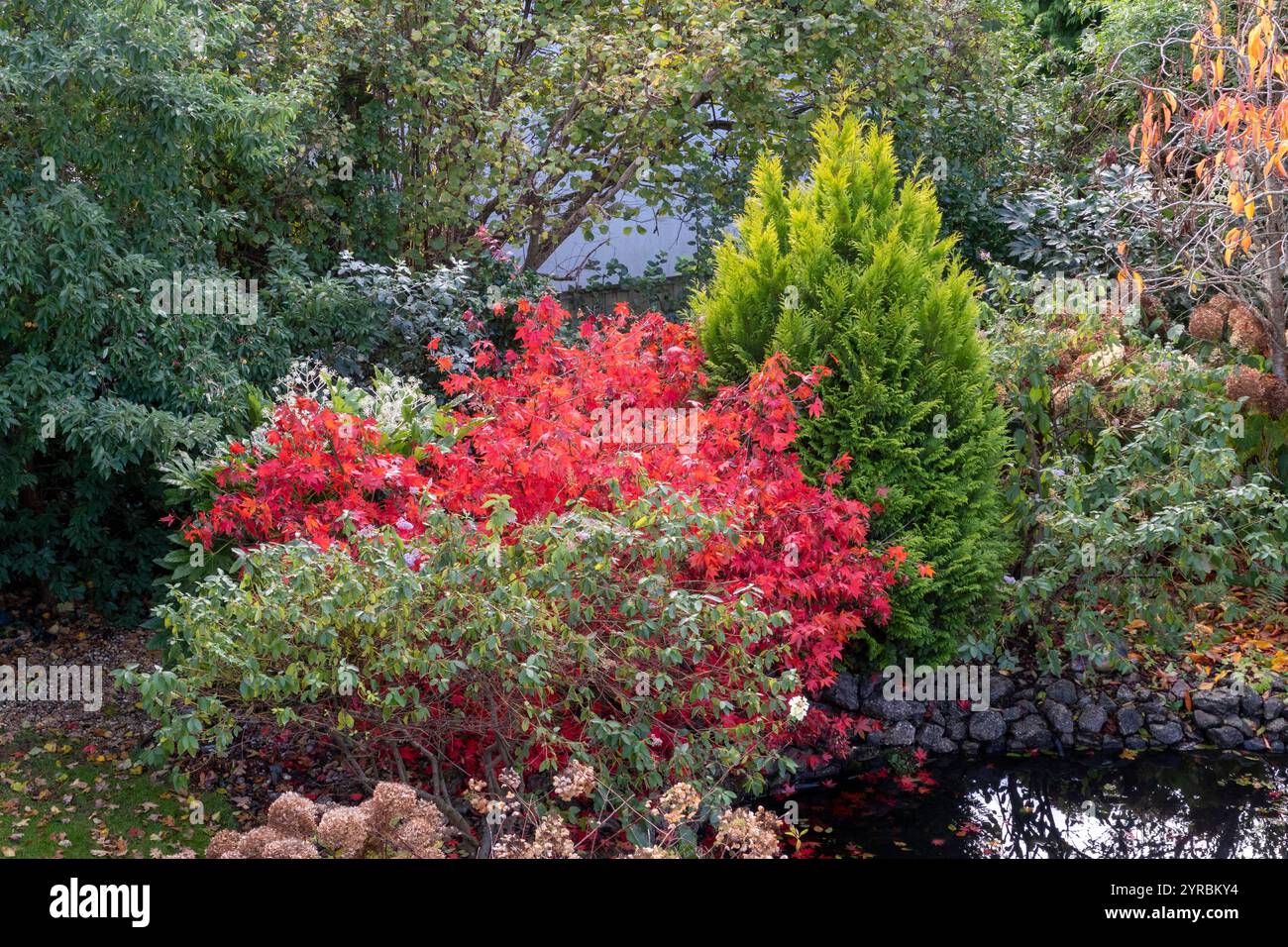 Bright red Acer Palmatum Osakazuki in full autumn colour beside a Thuja ...