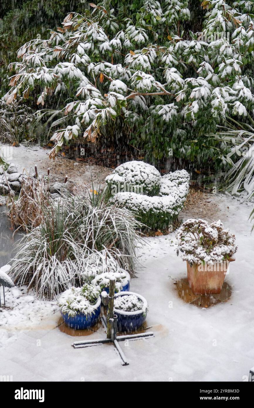 Garden scene during heavy snow, snow covered plants, shrubs and trees ...