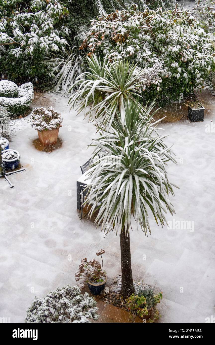 Snow falling heavily onto cordyline australis - the Torbay Palm tree ...