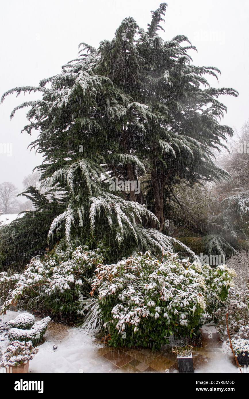 Snow falling heavily onto a Monterey Cyprus tree in a Devon garden, uk ...
