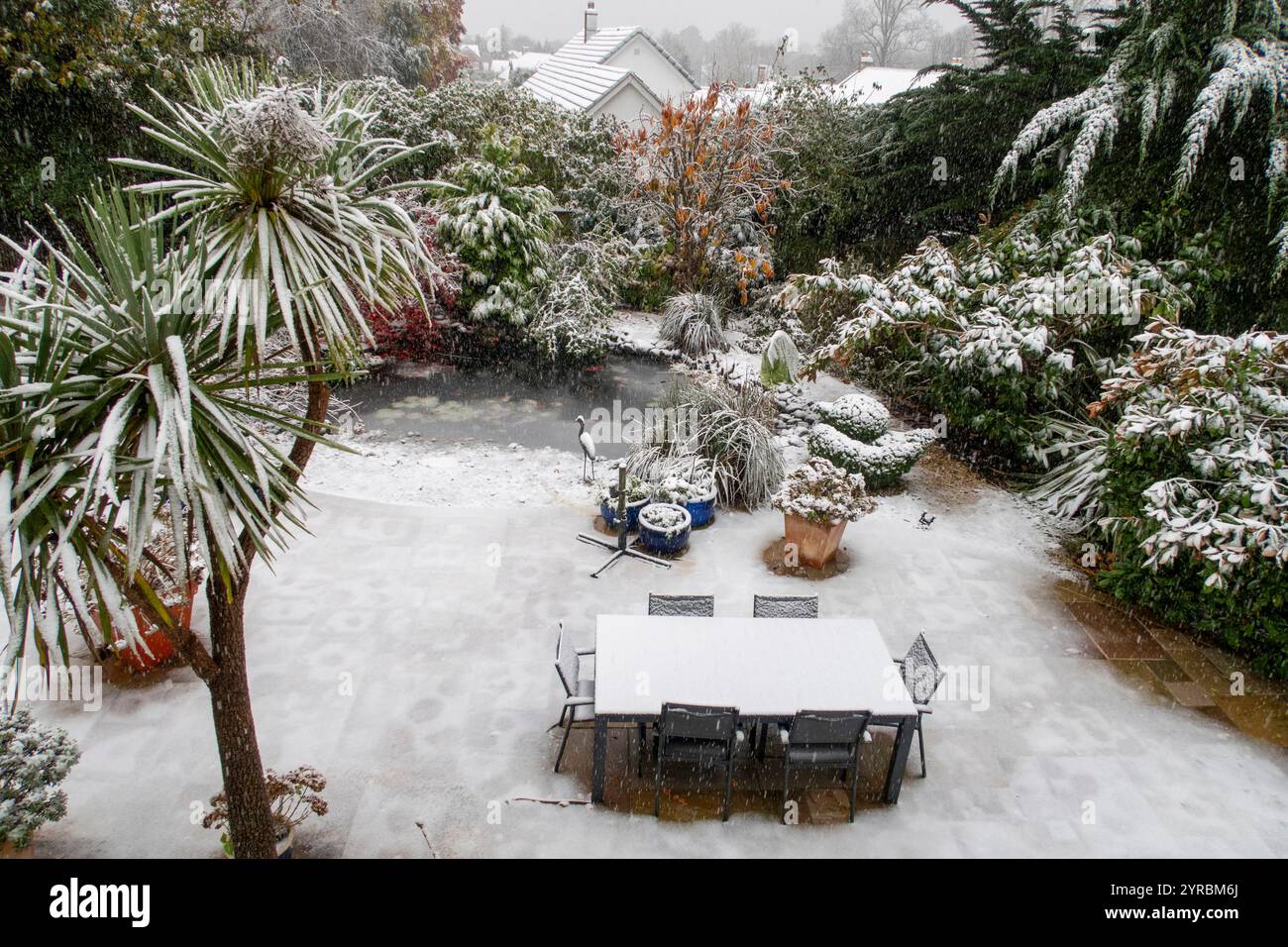 Snow falling heavily onto cordyline australis - the Torbay Palm tree ...