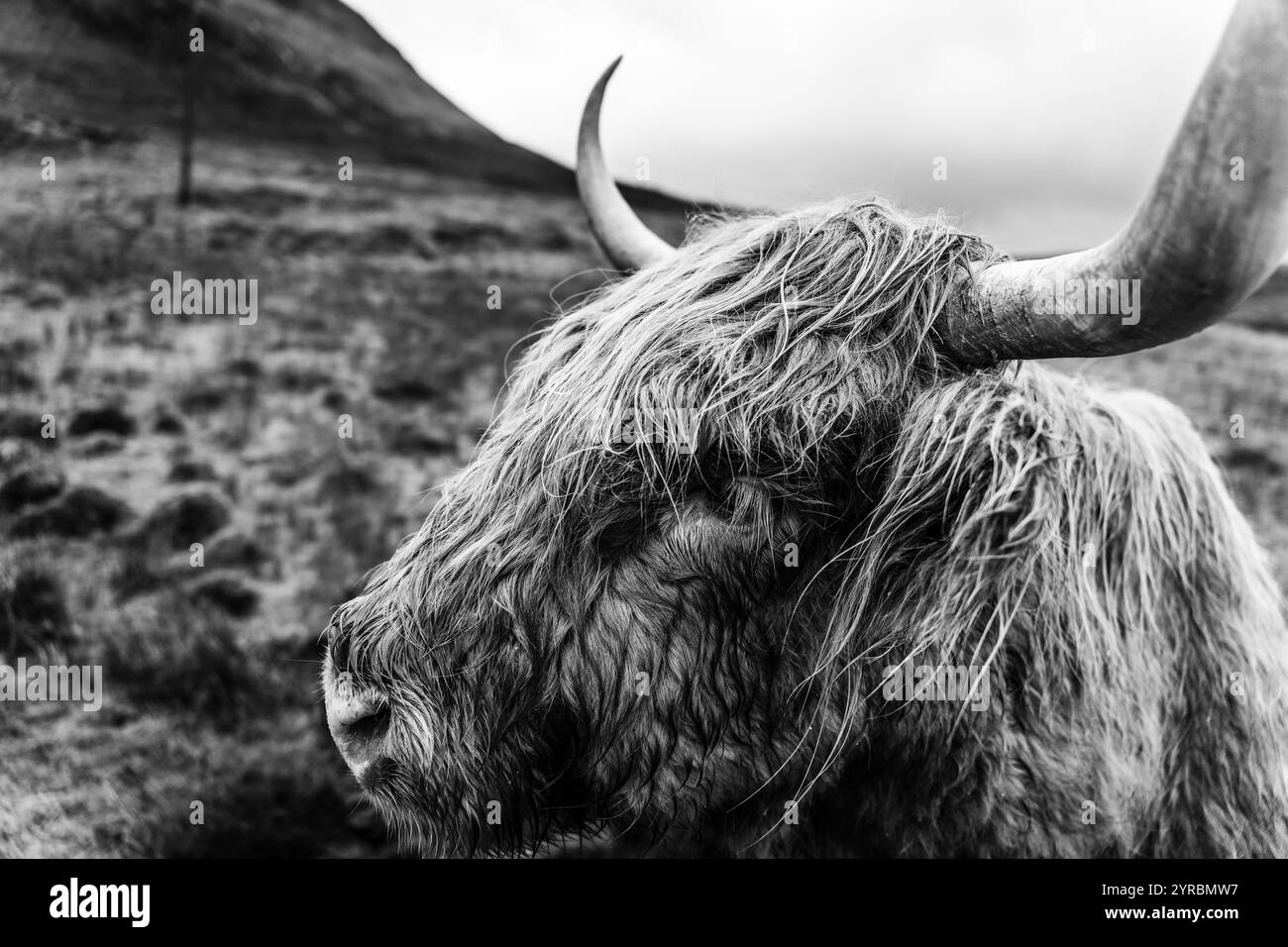 Beautiful Highland cow in the Isle of Skye Stock Photo - Alamy