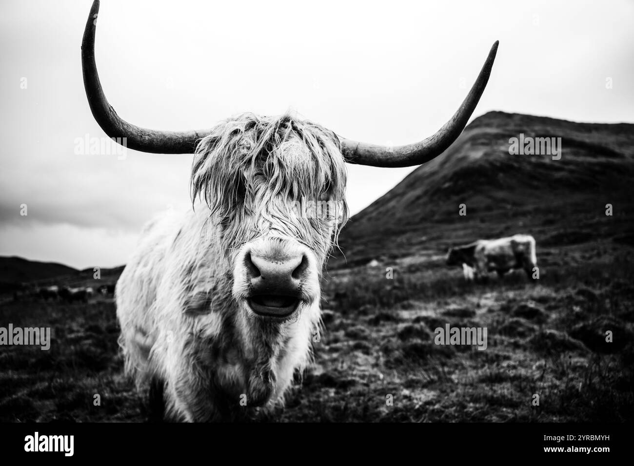 Beautiful Highland cow in the Isle of Skye Stock Photo - Alamy