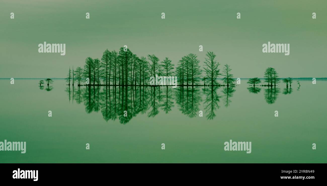 FEB 12, 2022,, Swan Quarter NC, trees with reflection on Lake ...