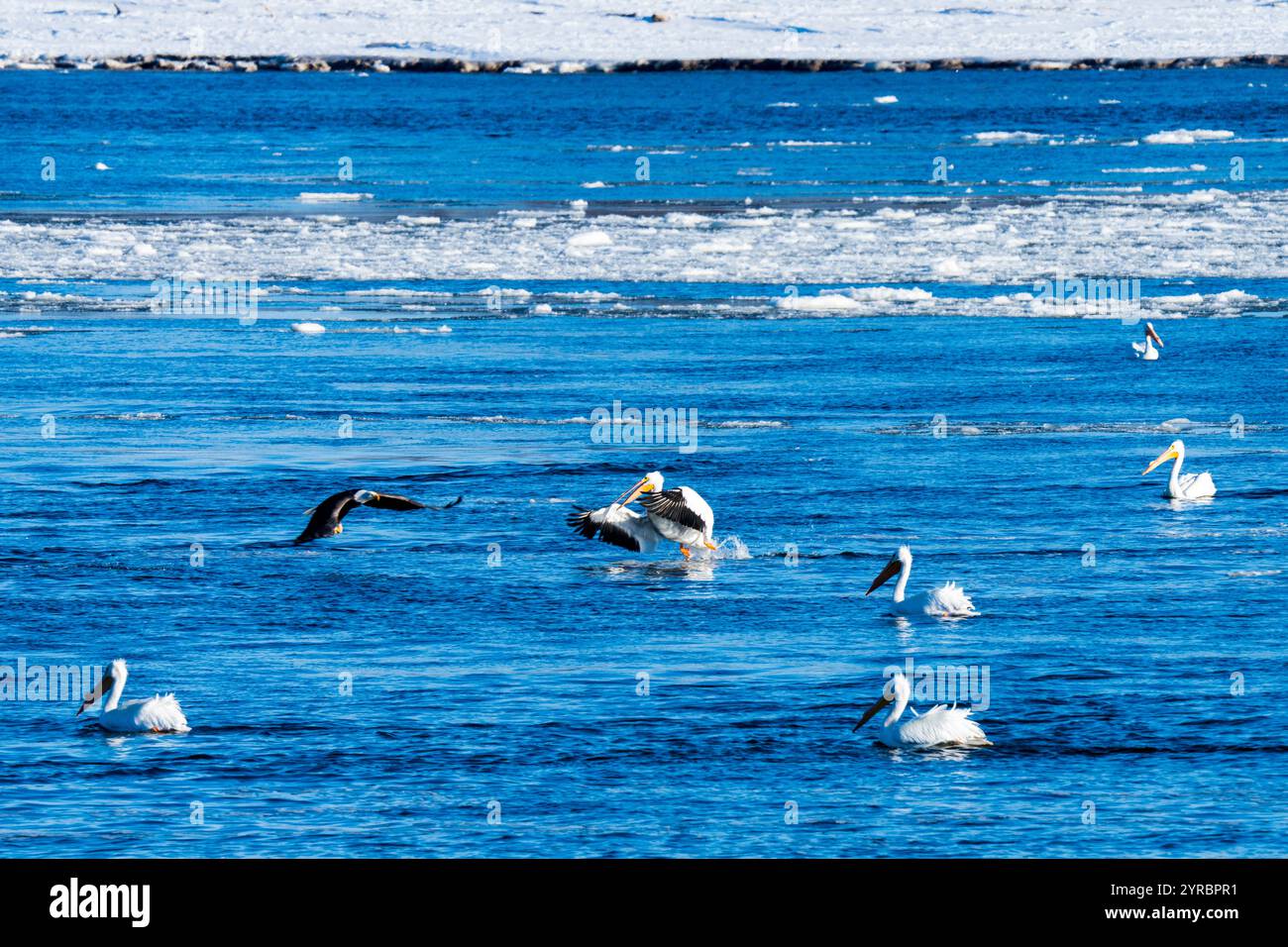 FEB 5, CLARKSVILLE, MO., USA - Hundreds of Bald Eagles and White ...