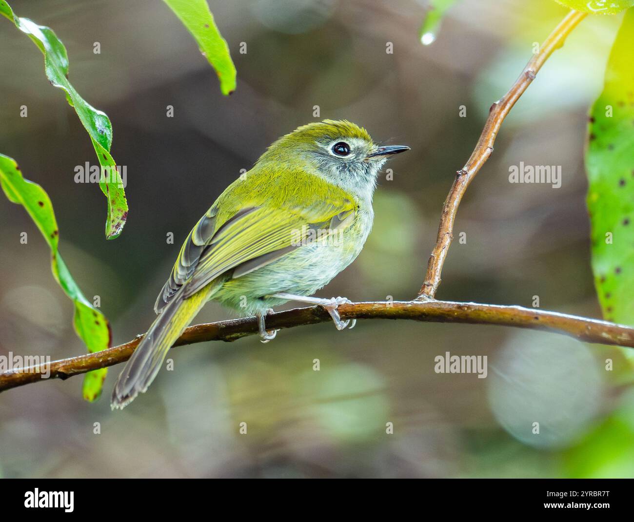 Serra do mar bird hi-res stock photography and images - Alamy