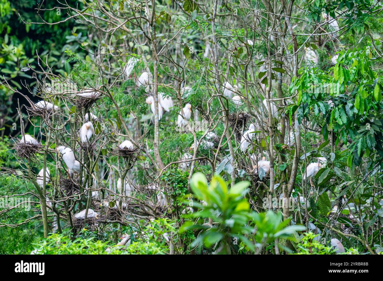 Dozens Western Cattle Egrets (Ardea ibis) on their nesting tree. Brazil ...