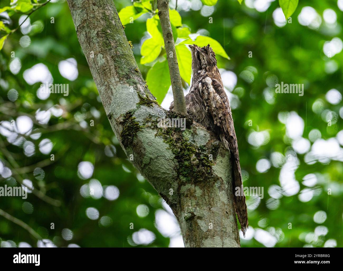 Long tailed potoo nyctibius hi-res stock photography and images - Alamy