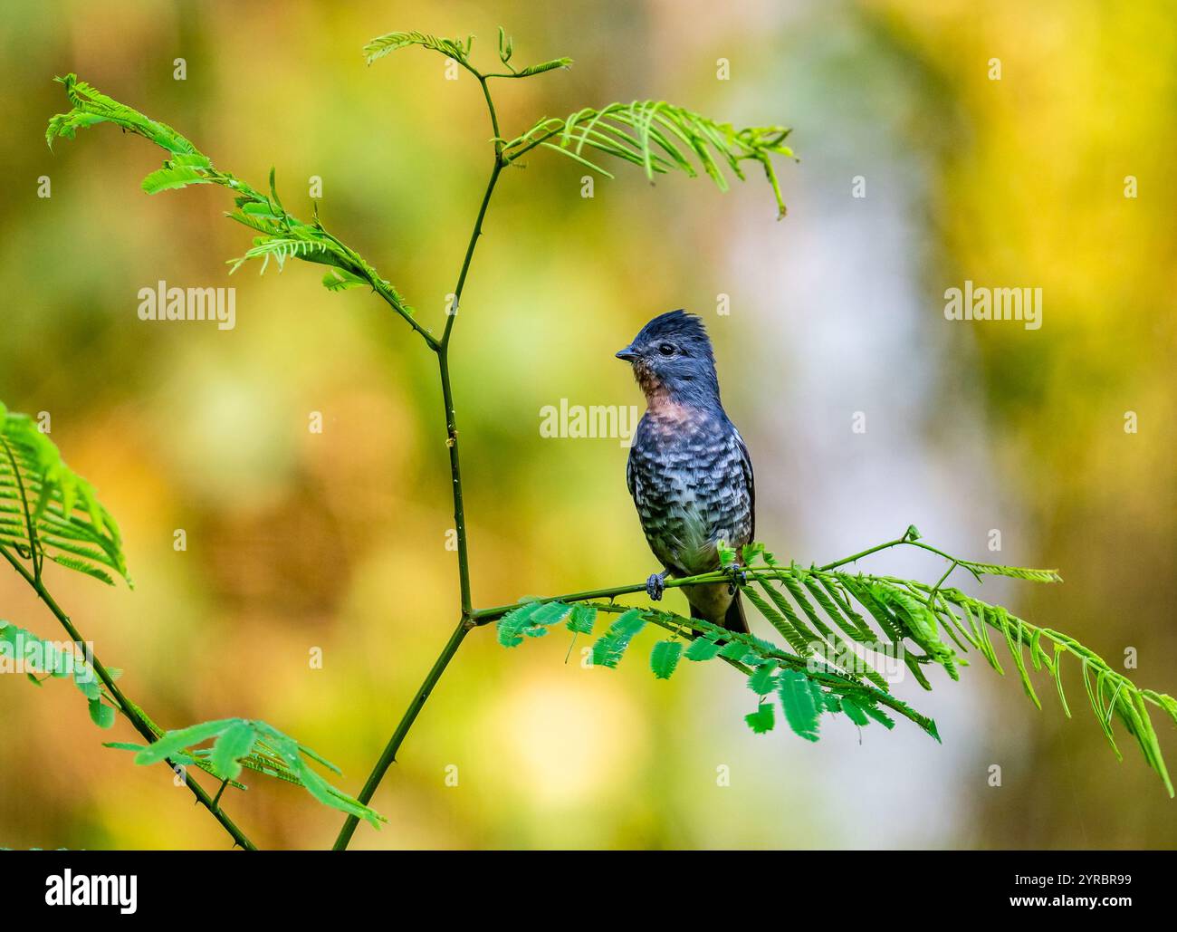 A Buff-throated Purpletuft (Iodopleura pipra) perched on a branch in ...