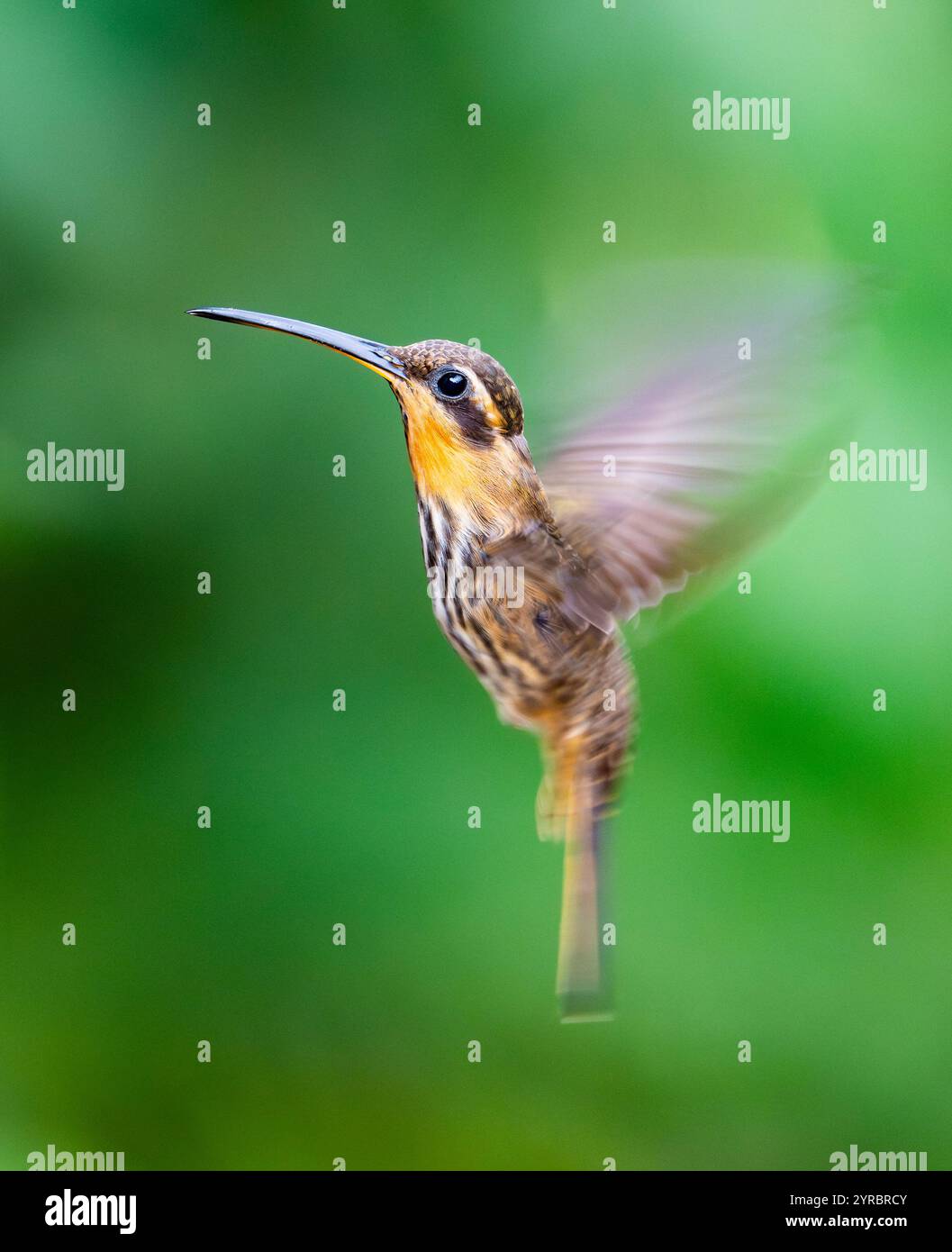 A Saw-billed Hermit (Ramphodon naevius) in flight. Brazil Stock Photo ...